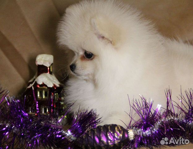 Щенки шпица девочка айс крем