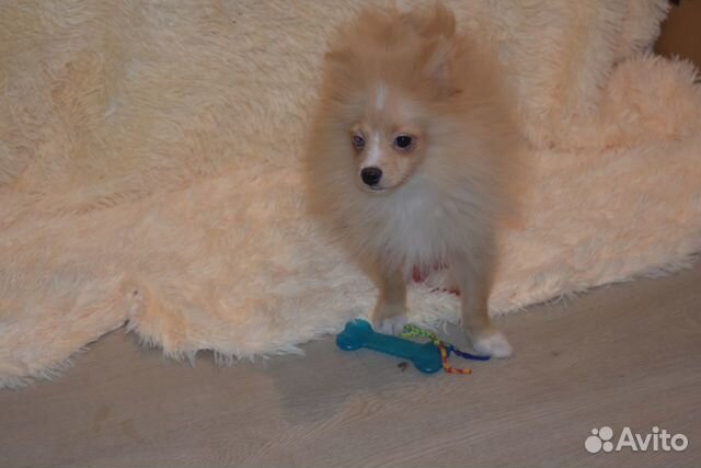 Шпиц - подрощенный мальчик оранж