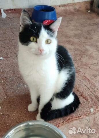 Кошка Муша в добрые руки