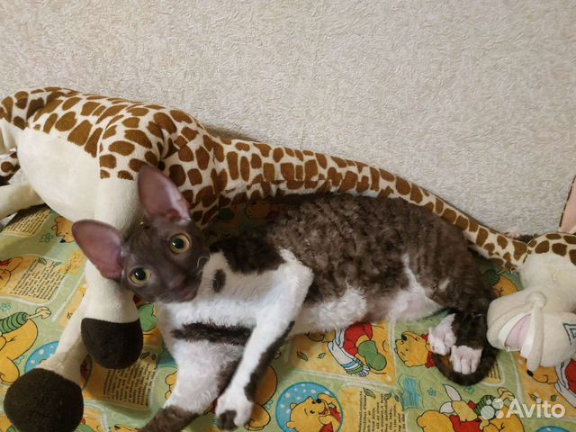 Корниш-рекс