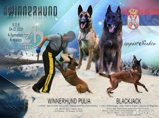 Бельгийская овчарка малинуа