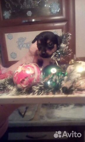 Милашки прелестные мордашки