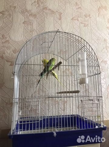 Попугай с клеткой