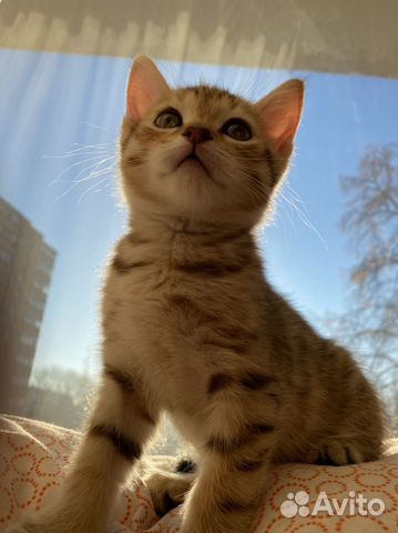 Шотландские котята