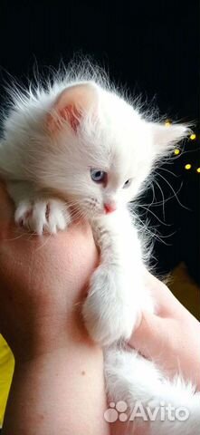 Котята турецкой ангоры