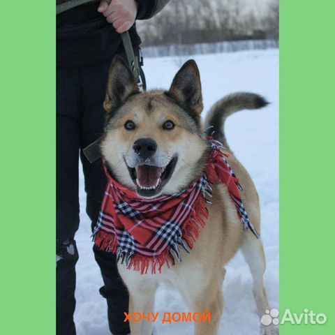 Лайка очень ищет дом