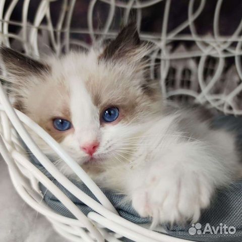 Dollar, рэгдолл, родословная