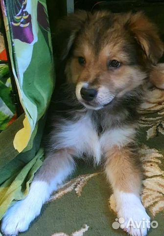 Щенок мальчик 3 мес в дар