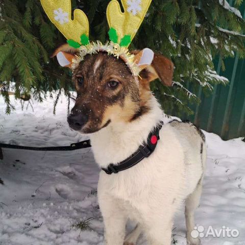 Собака в добрые руки