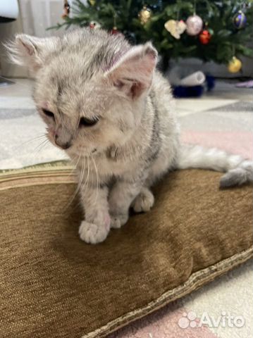 Шотландские котята даром