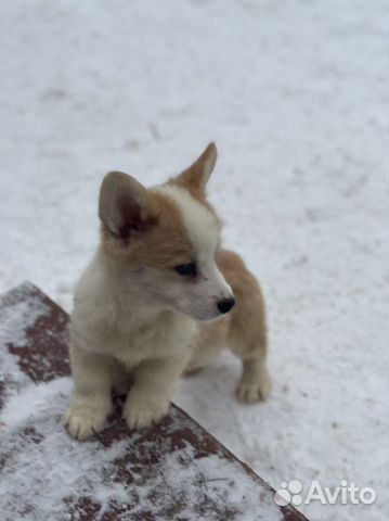 Вельш корги пемброк