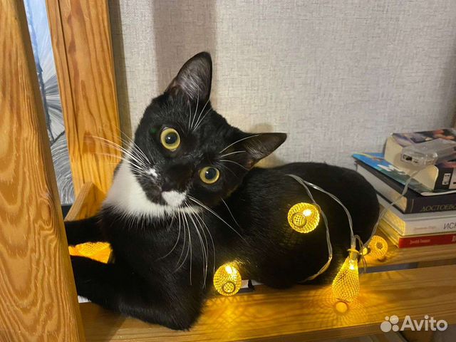 Кошка