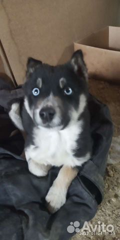 Щенки хаски бесплатно