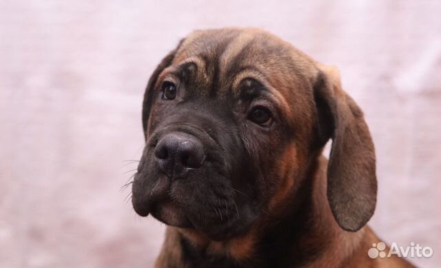 Итальянский Кане Корсо щeнки
