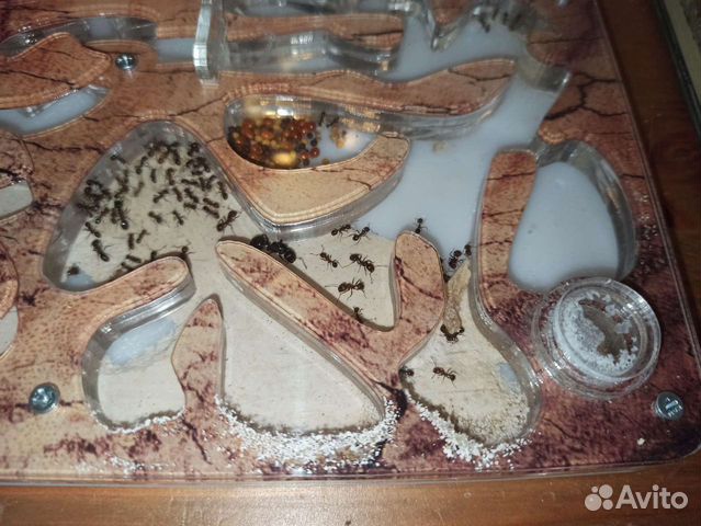 Формикарий муравейник с муравьями