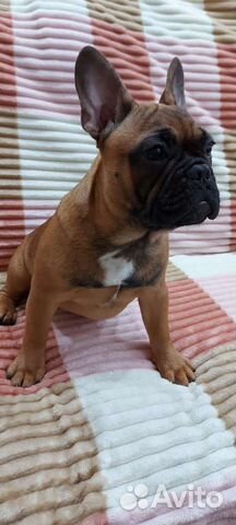Французский бульдог