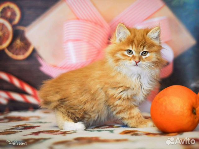 Курильский бобтейл