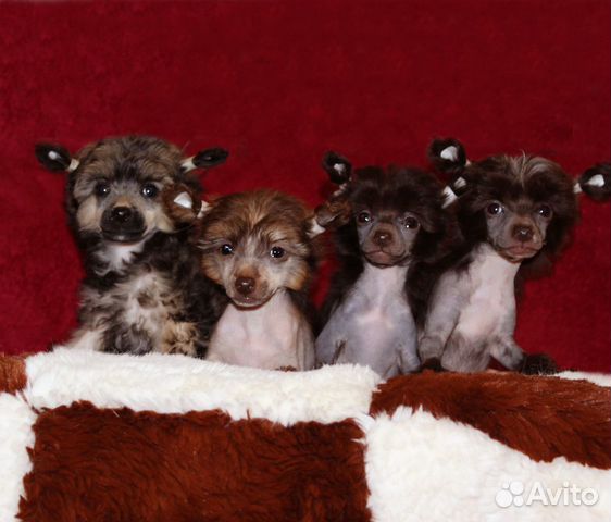 Невероятные щенки китайской хохлатой