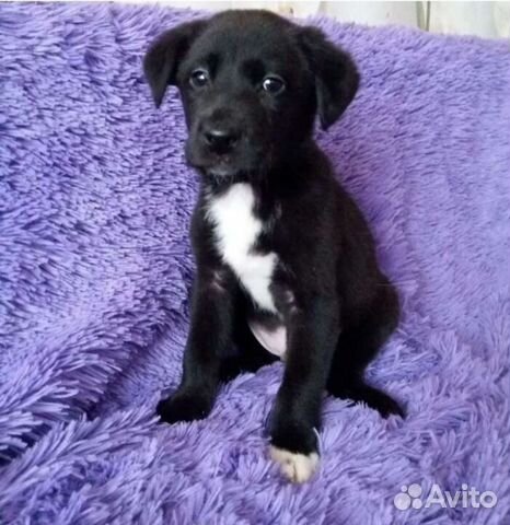 Щенок в добрые руки бесплатно