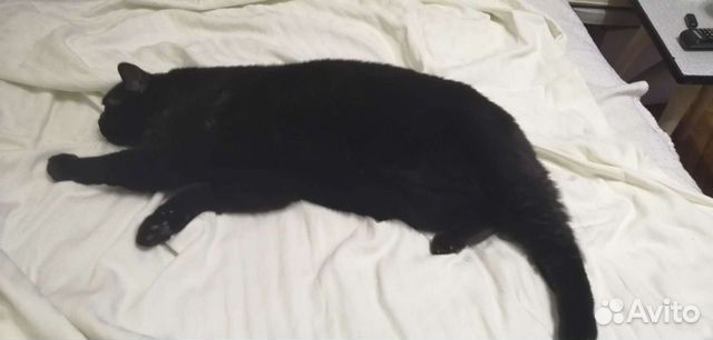 Кот Марсель, отдаём в добрые руки