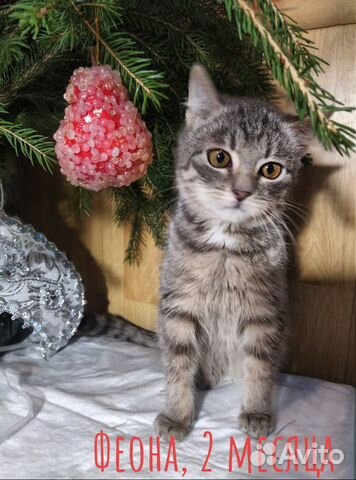 Котёнок феона, 2 мес, привита, серенькая