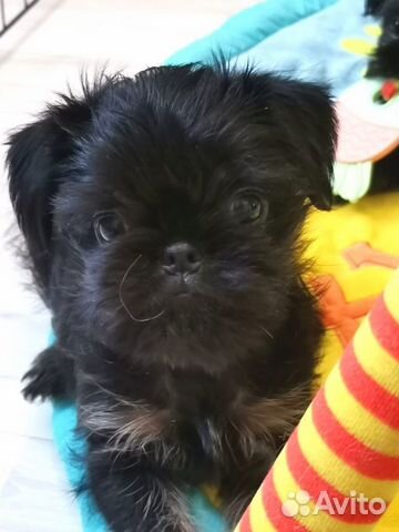 Девочка Бельгийский гриффон