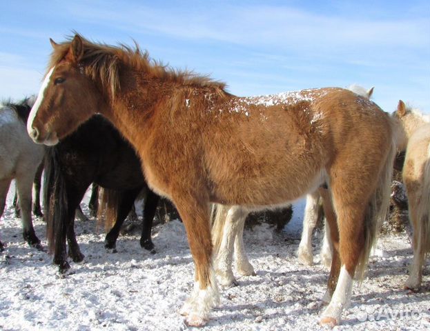 Очень крупный латвийский жеребец