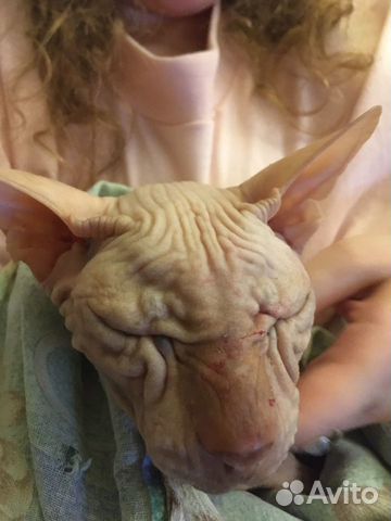 Канадский сфинкс