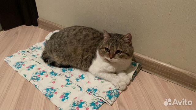 Кошка