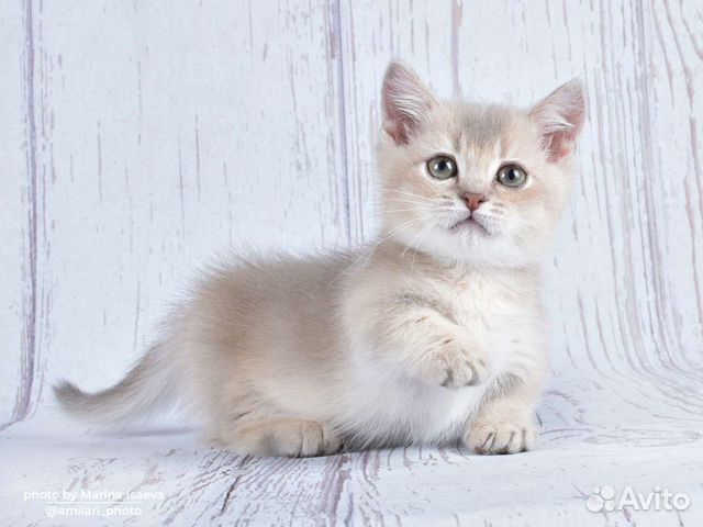 Оскар (Манчкин скоттиш килт)