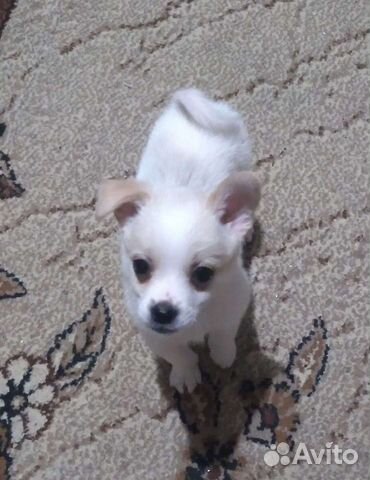 Щенки чихуахуа