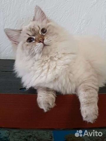 Невская маскарадная бесплатно