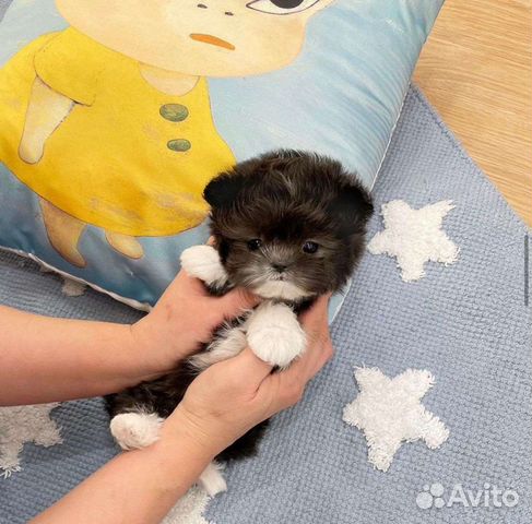 Мальтипу Микро Silver Grey из Кореи