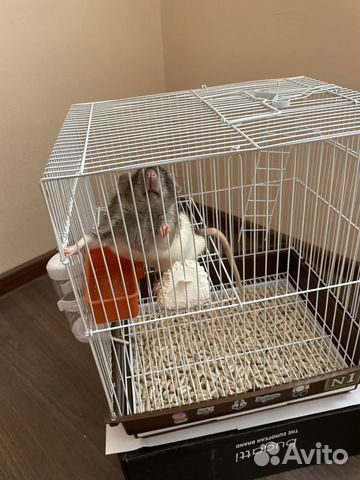 Продается крыса с клеткой