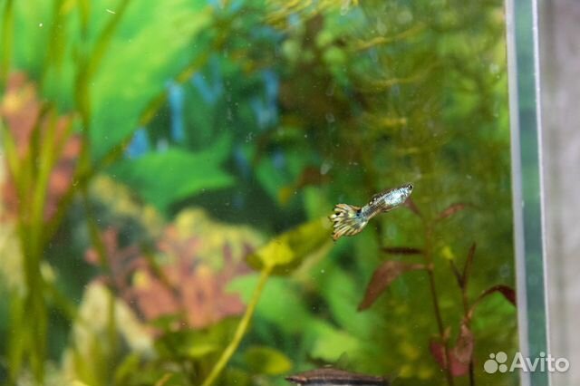 Отдам гуппи
