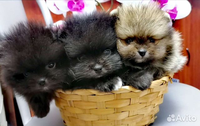 Померанский шпиц мини