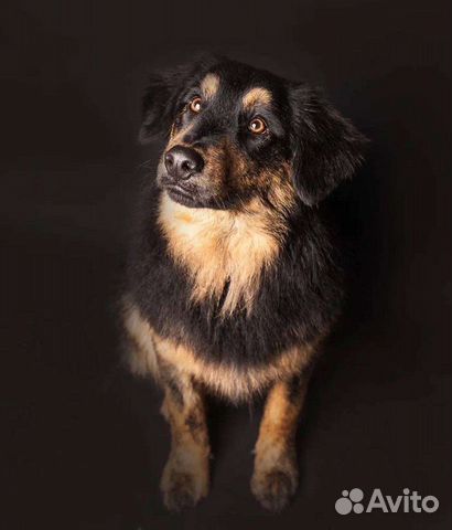 Баффи ищет семью