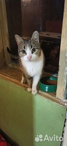 Кошка Маня