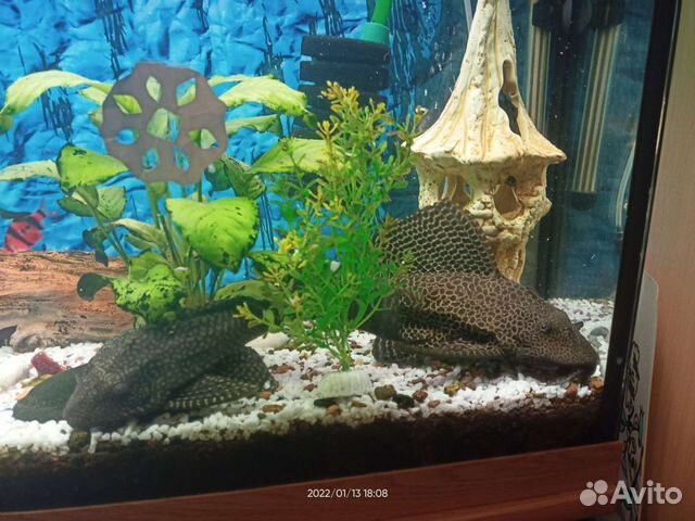 Сом парчовый(птеригоплихт)