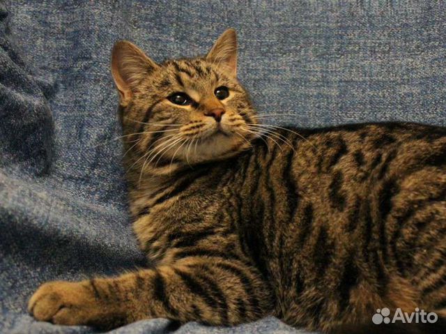 Ищет дом самая ласковая кошка Пуся