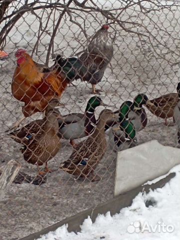 Дикие утки(подсадные)