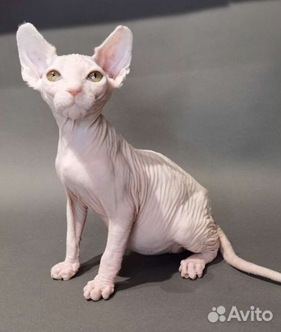 Канадский сфинкс