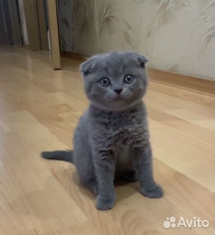 Шотландский вислоухий котёнок голубой окрас