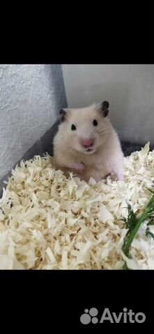 Сирийский хомяк