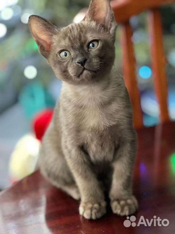 Бурманские котята