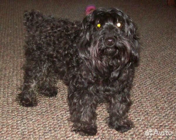 Болонки в добрые руки