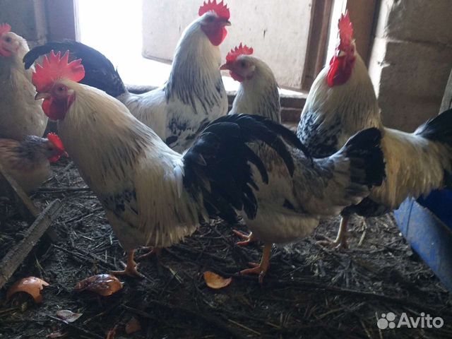 Продам петухов Бентамок