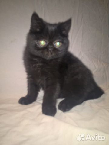 Экзотические котята