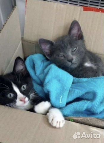 Котят выбросили в коробке