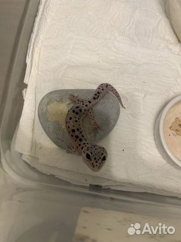 Геккон эублефар